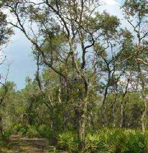 40 Acres, Bank Owned! FOR SALE on Spruce Drive, realnex.com